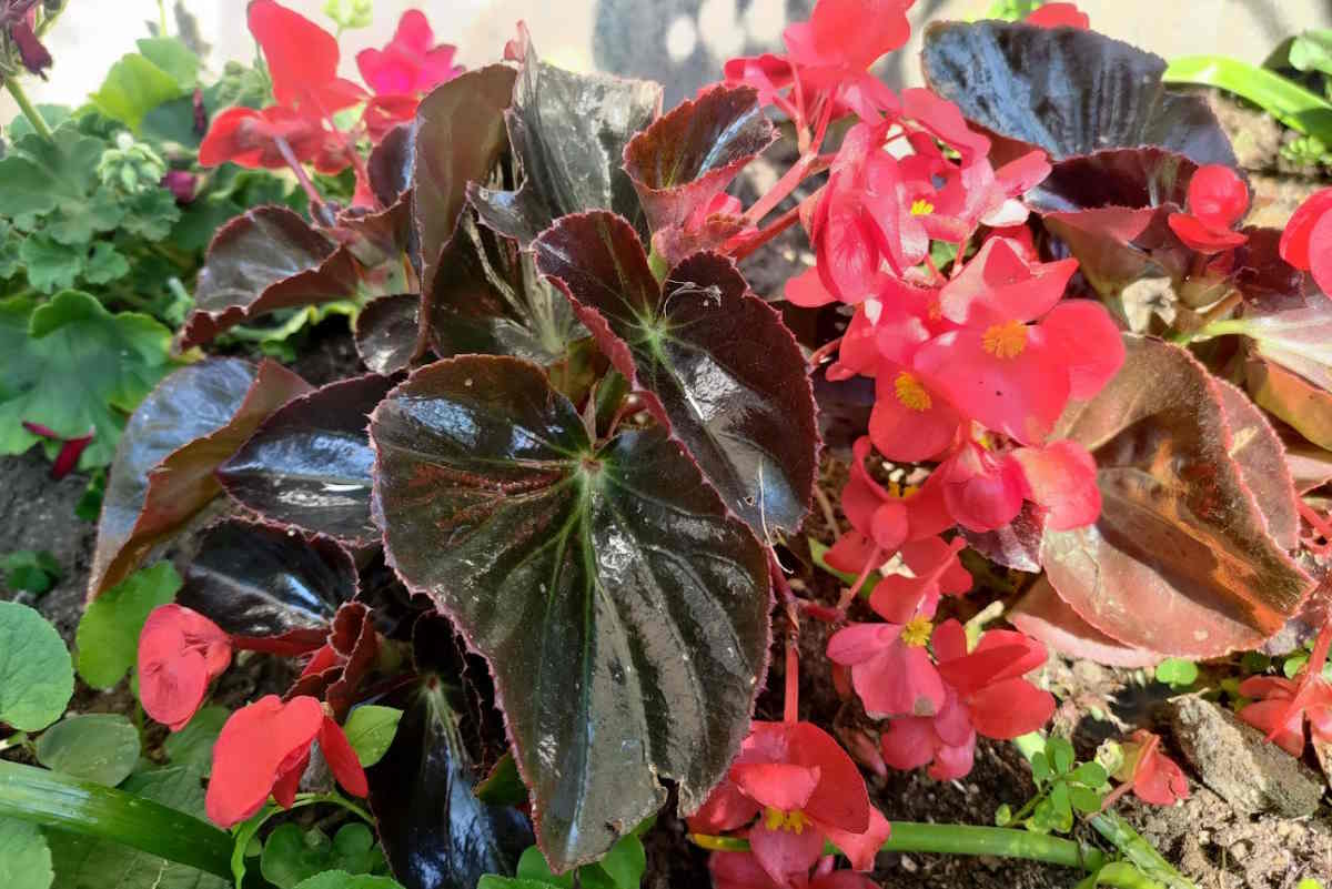 Begonia in casa: la guida per coltivarla con successo tutto l’anno