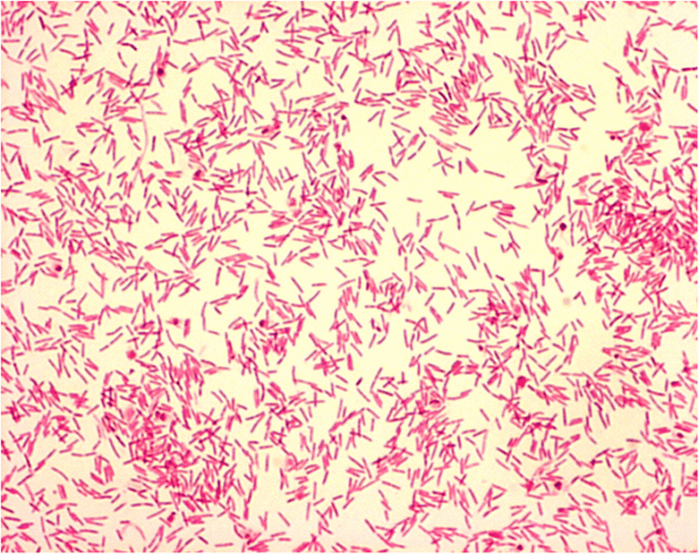Capnocytophaga: i germi della bocca dei cani e dei gatti