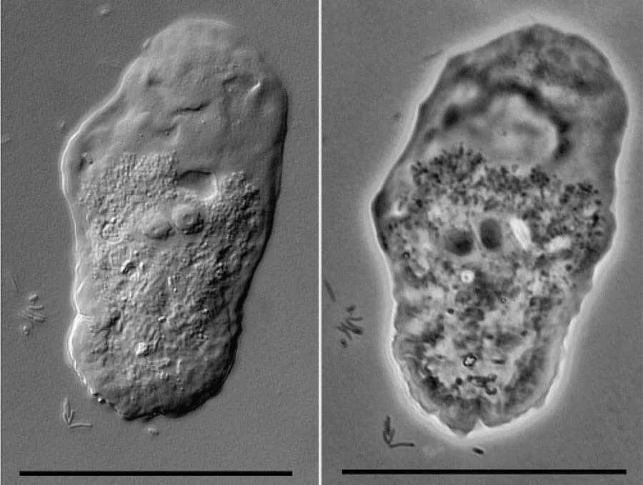 Home - Microbiologia Italia
