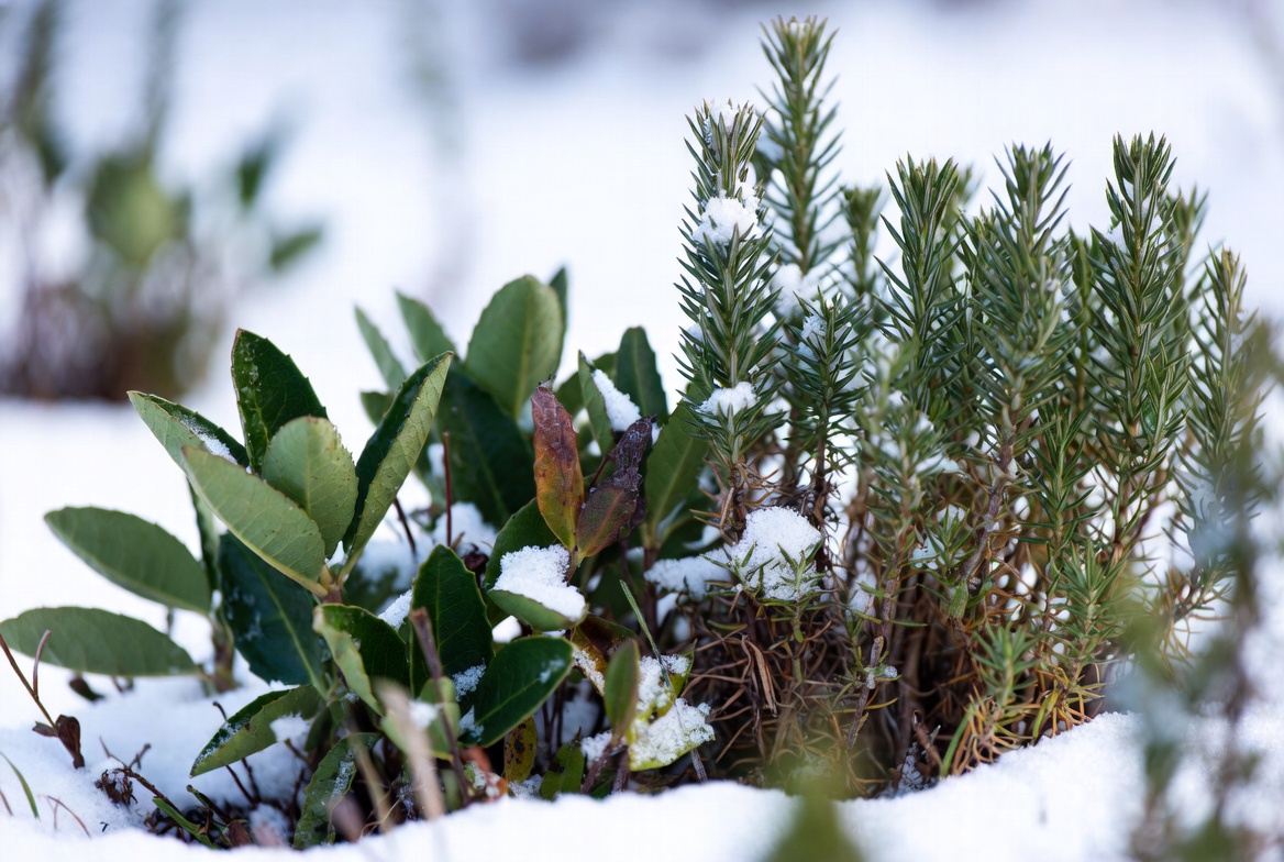 Le Migliori Piante Invernali Resistenti al Freddo: Guida Green